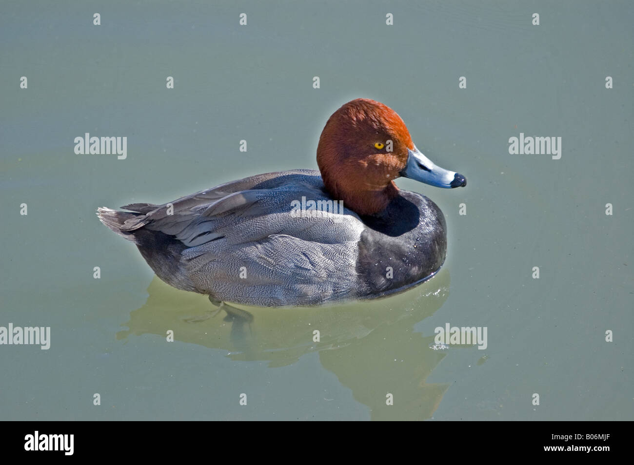 Duck wildlife bird hi-res stock photography and images - Alamy