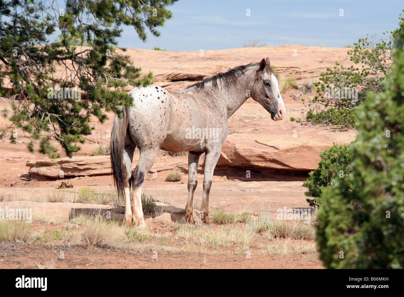 Native american horse hi-res stock photography and images - Alamy