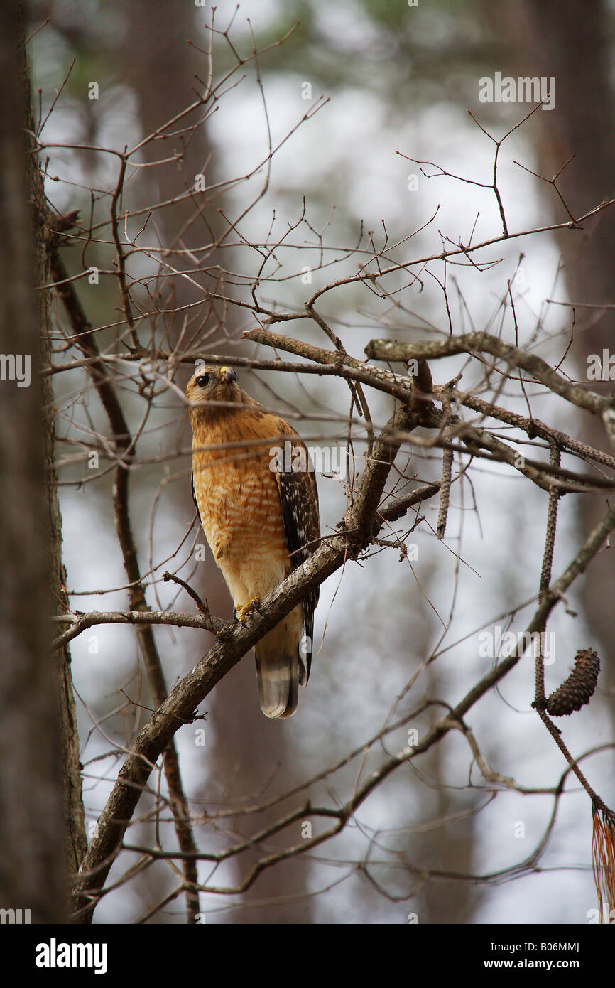 A red shouldered hawk surveys the landscape for prey Stock Photo - Alamy