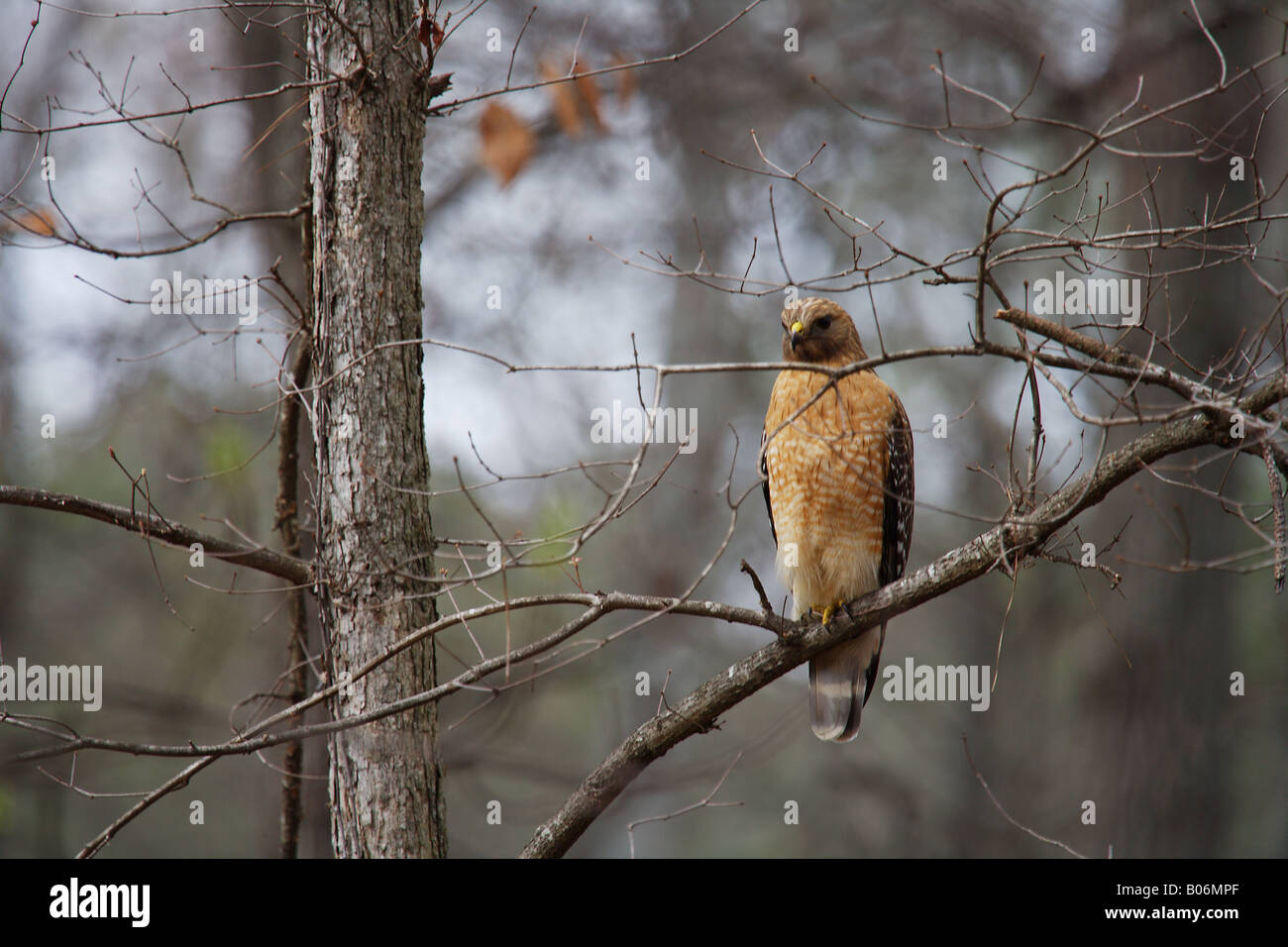 A red shouldered hawk surveys the landscape for prey Stock Photo - Alamy