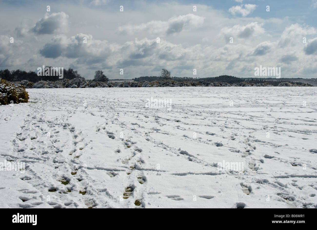 New forrest england hi-res stock photography and images - Alamy