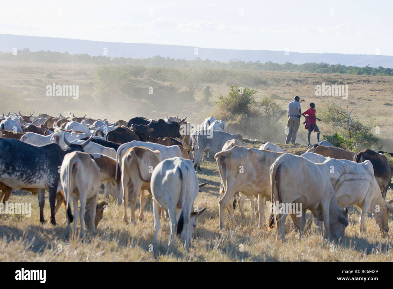 Masai cattle grazing just outside the Masai Mara National Reserve Stock ...
