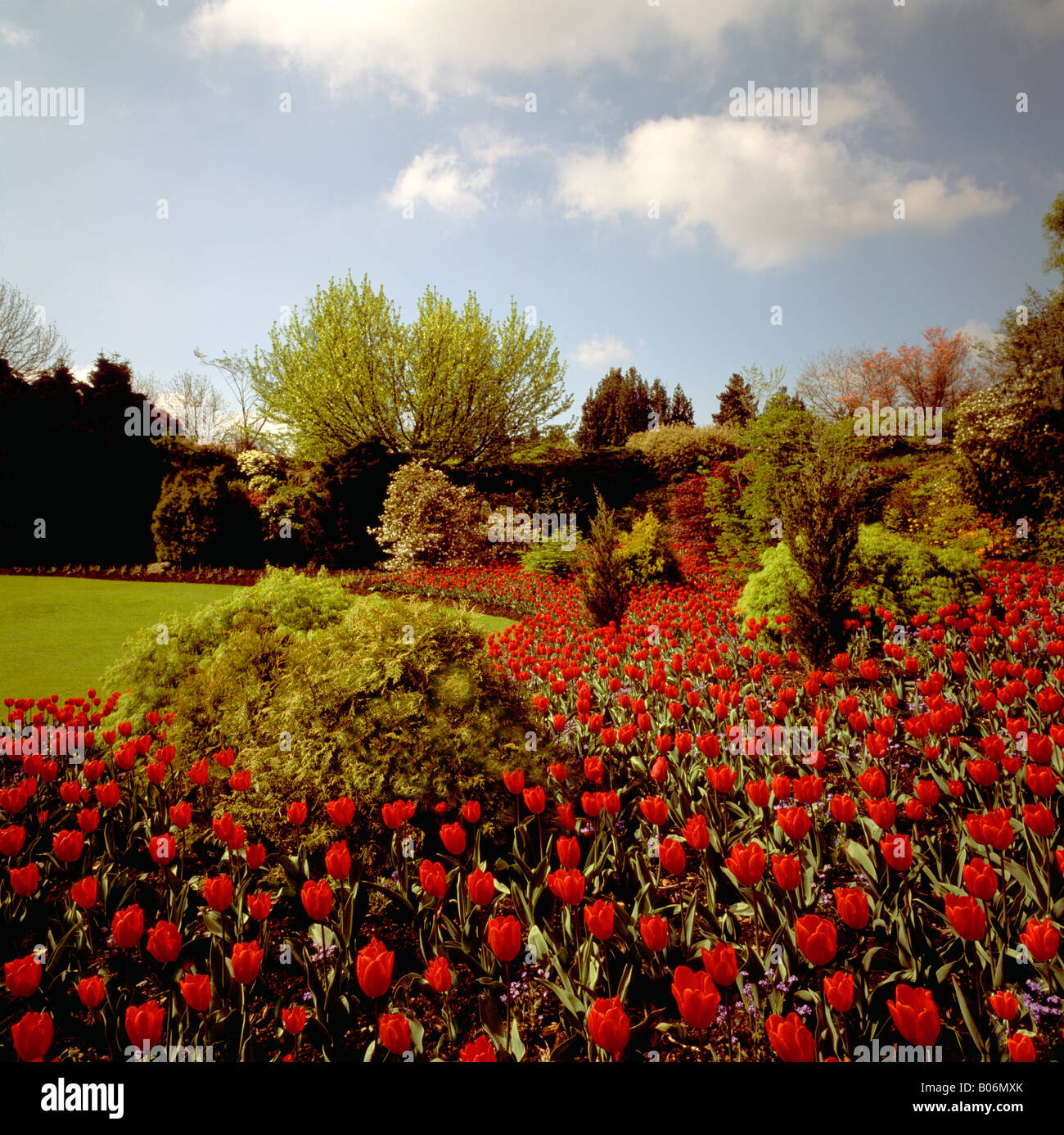 Red Tulips bloom in a Flower Garden in Spring in "Queen Elizabeth Park ...