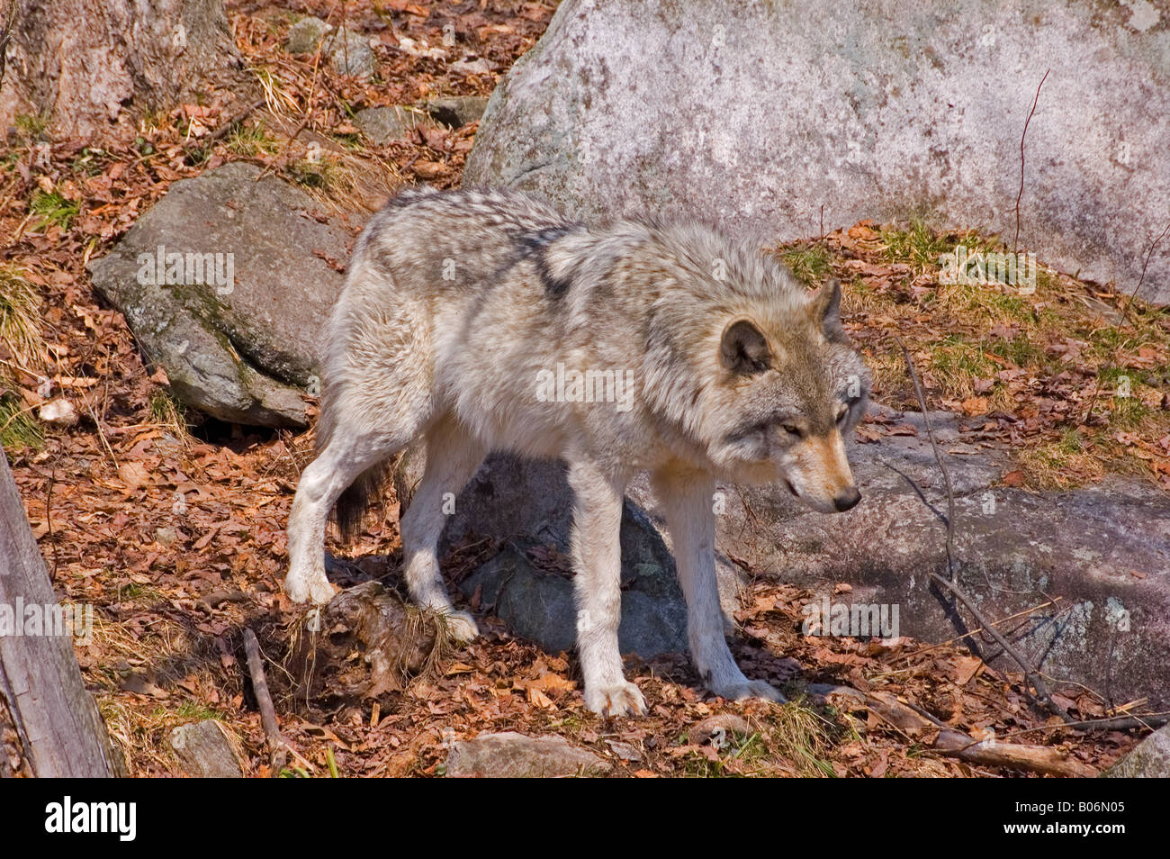 A Timber wolf Stock Photo - Alamy