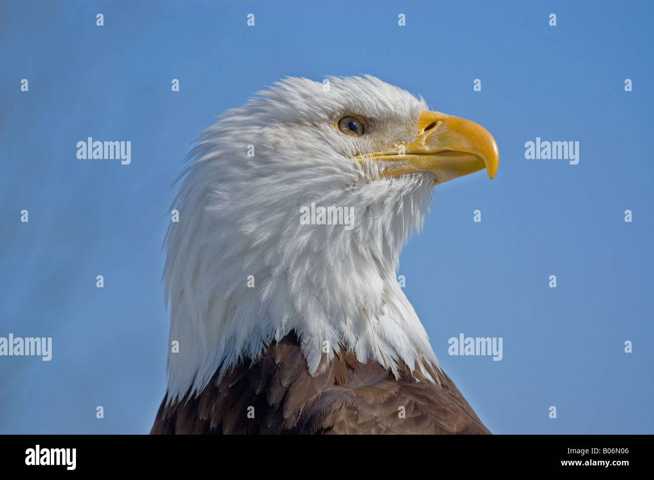 Head of a Bald Eagle Stock Photo - Alamy