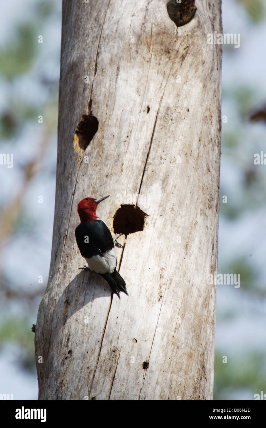 Woodpecker bird nest cavity hi-res stock photography and images - Alamy