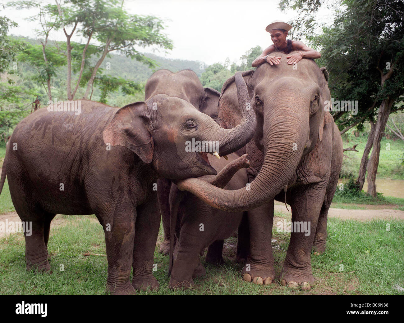 A mahout, elephant worker, is riding an elephant Stock Photo - Alamy