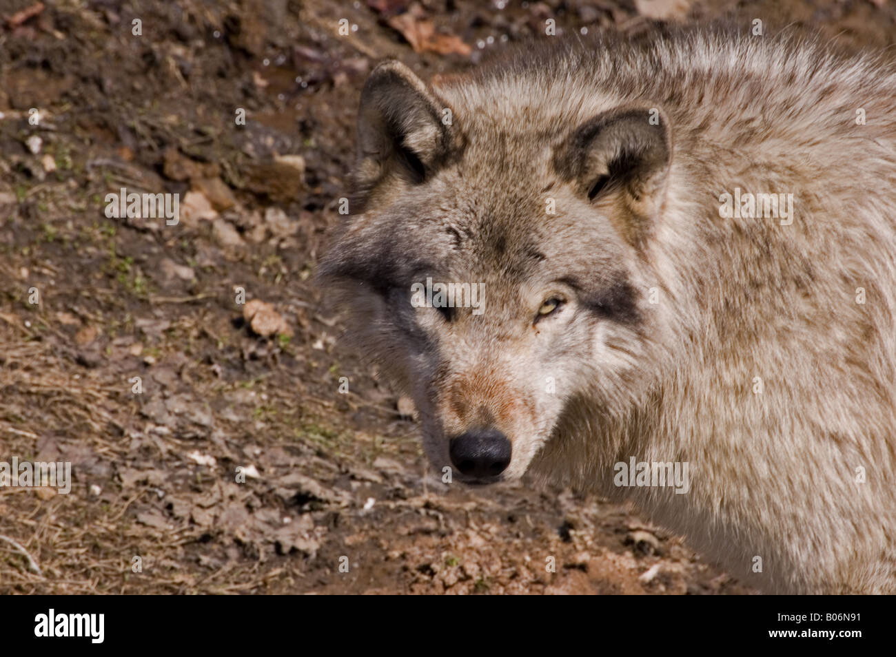 A close-up of a Timber Wolf Stock Photo - Alamy