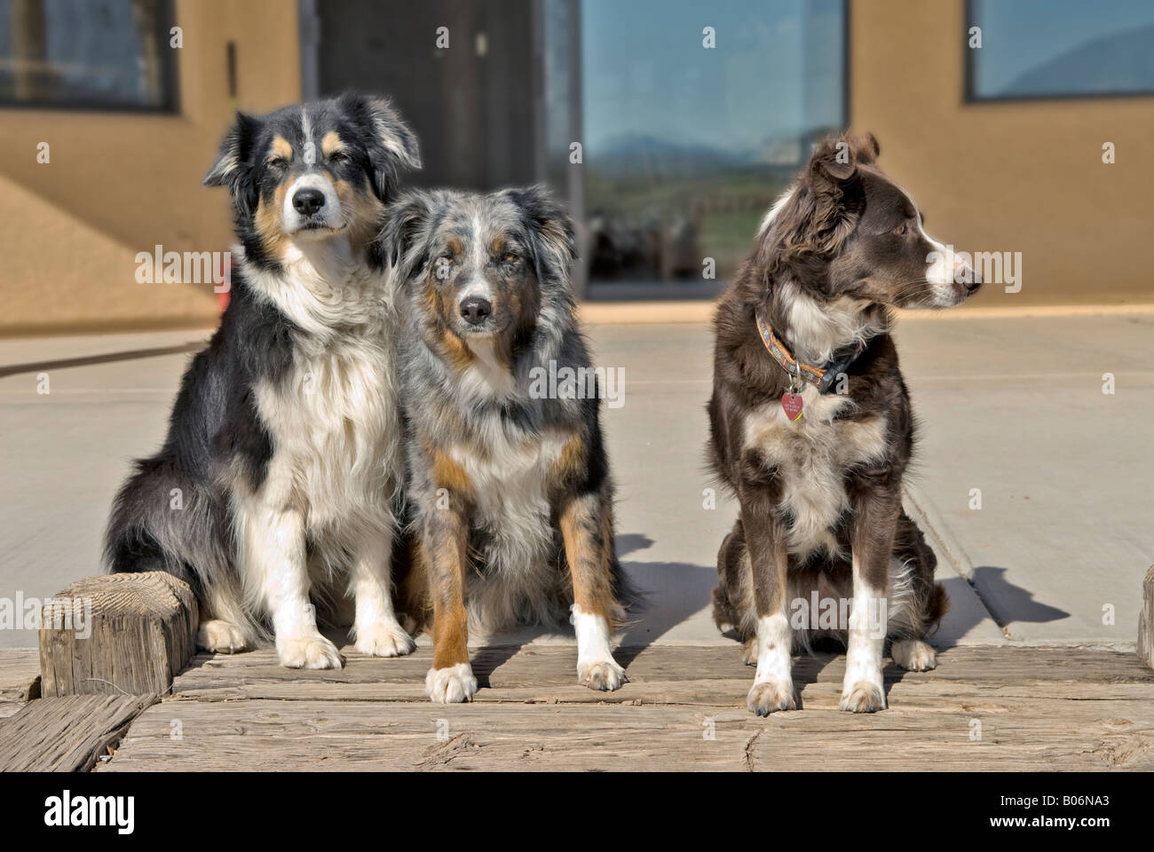 Three shepherds hi-res stock photography and images - Alamy Three shepherds hi-res stock photography and images - Alamy
