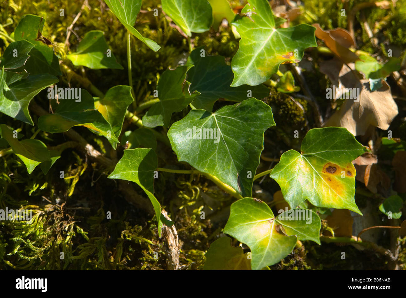 Ivy sheet hi-res stock photography and images - Alamy