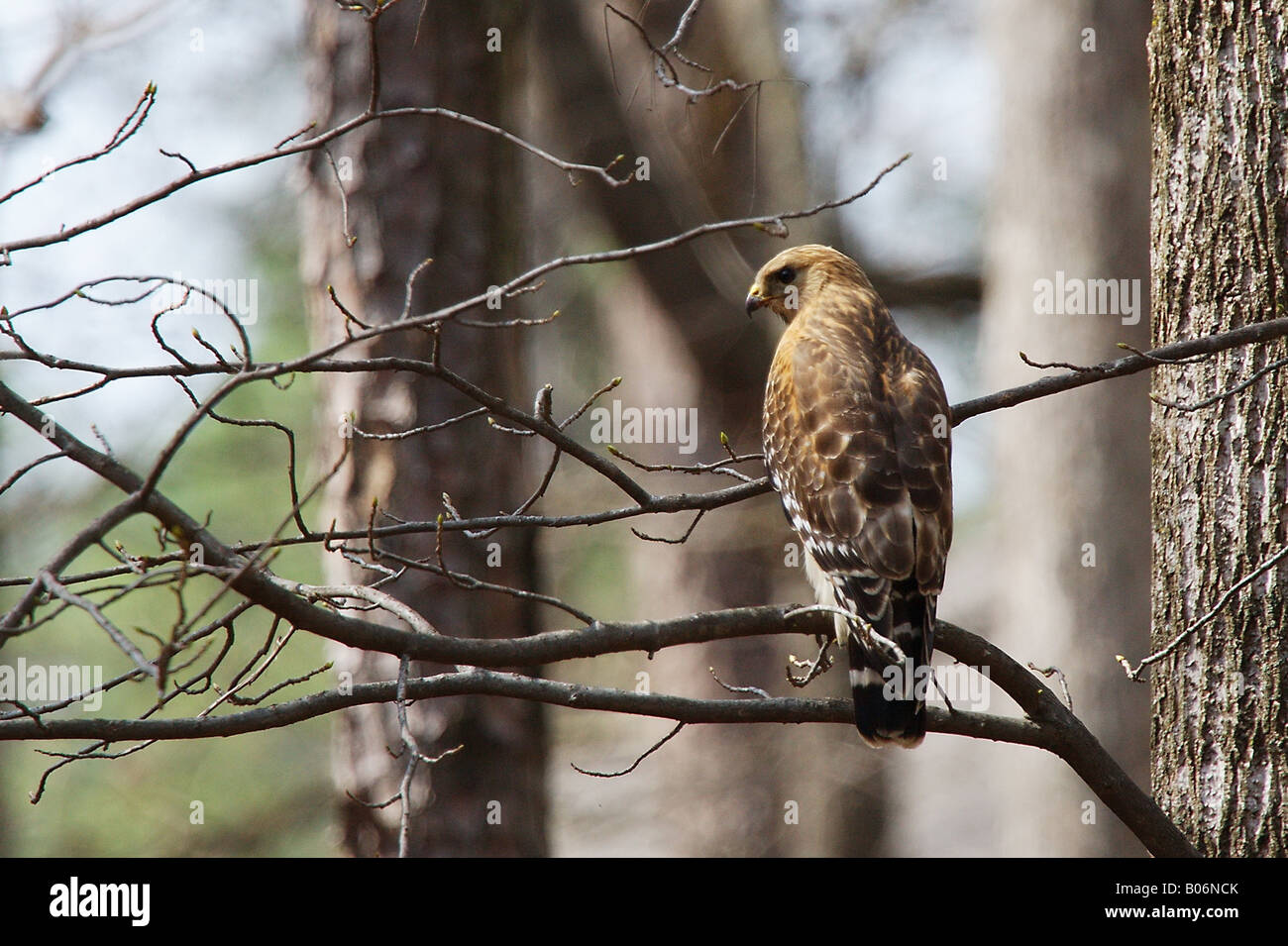 A red shouldered hawk surveys the landscape for prey Stock Photo - Alamy