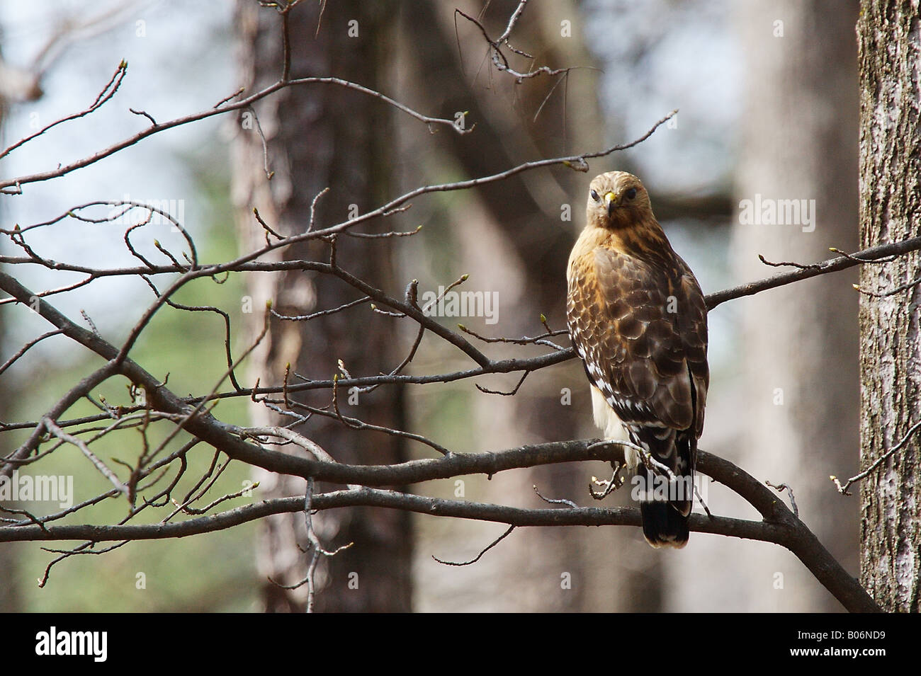 A red shouldered hawk surveys the landscape for prey Stock Photo - Alamy
