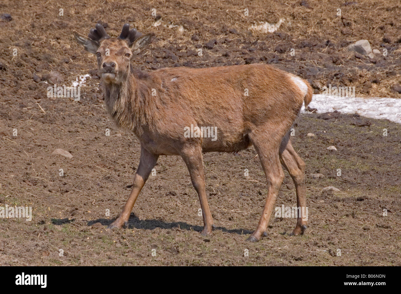 A standing elk Stock Photo - Alamy