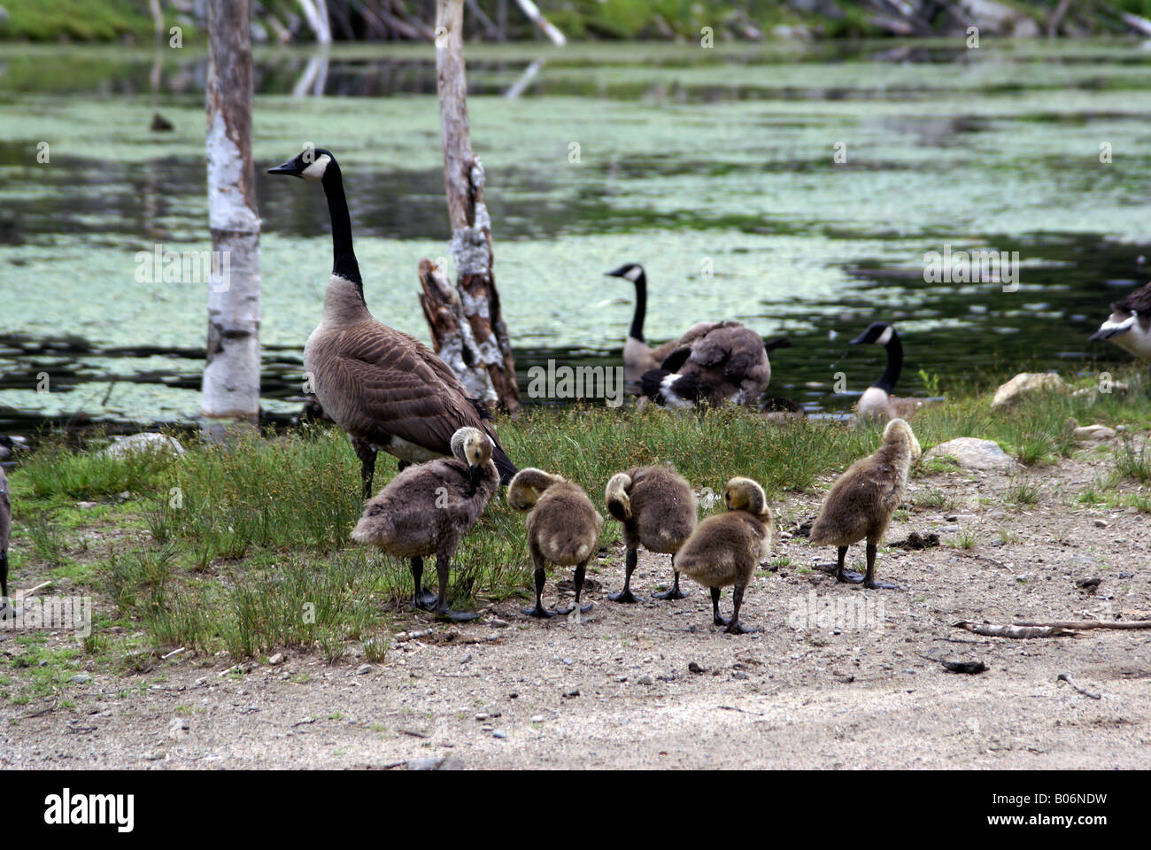 Canada geese goslings Stock Photo - Alamy