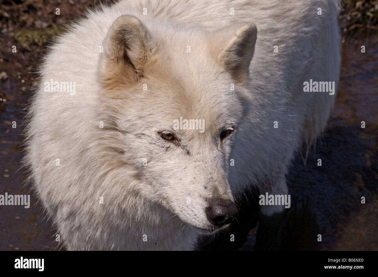 Spring wolf hi-res stock photography and images - Alamy