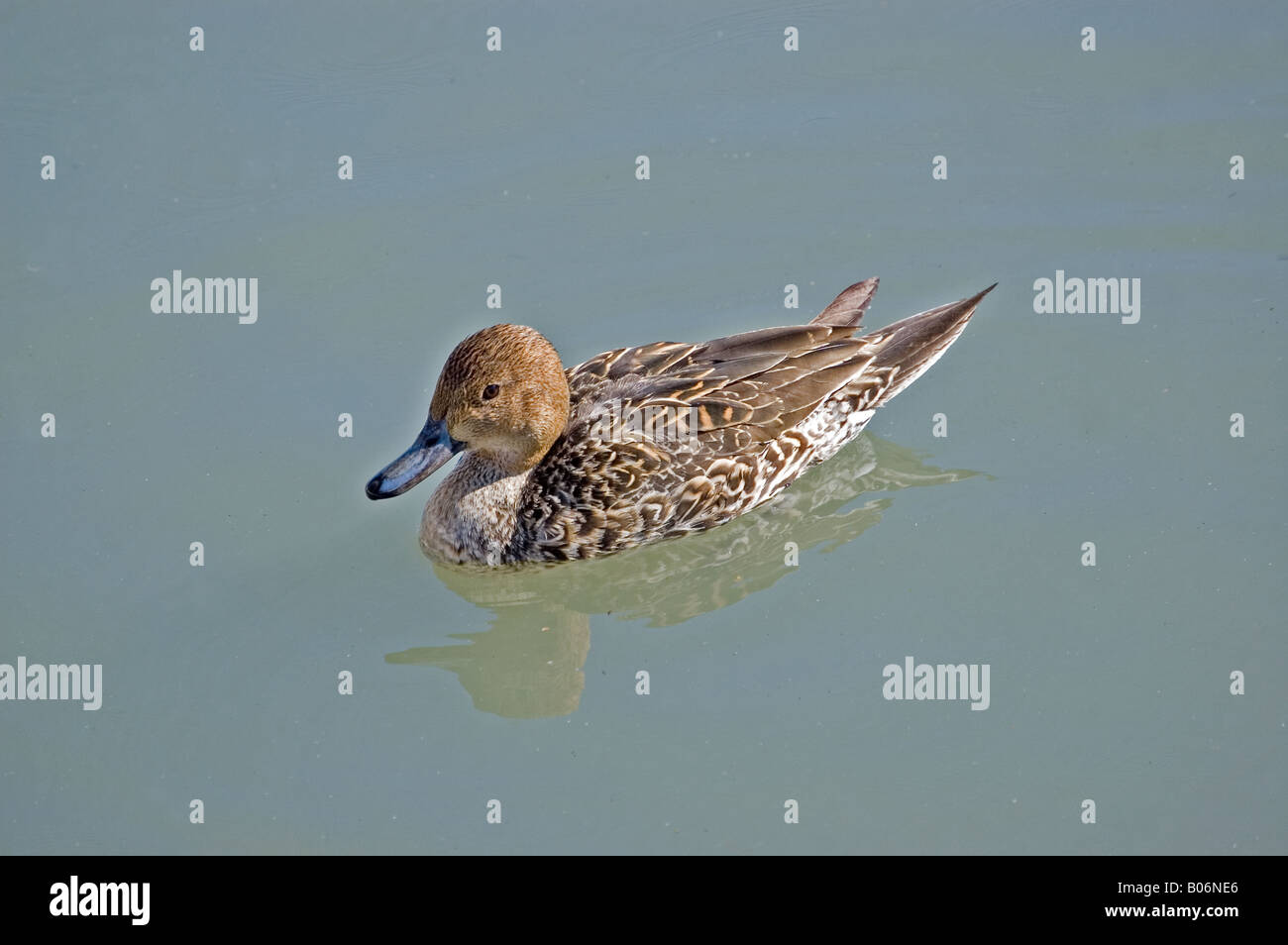 A Northern Pintail female Duck Stock Photo - Alamy