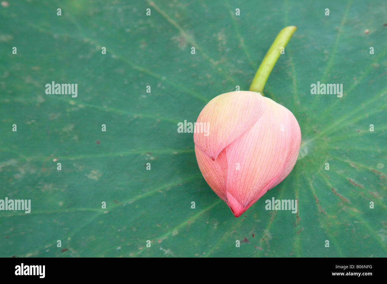 Pink lotus the national flower of india hi-res stock photography and ...
