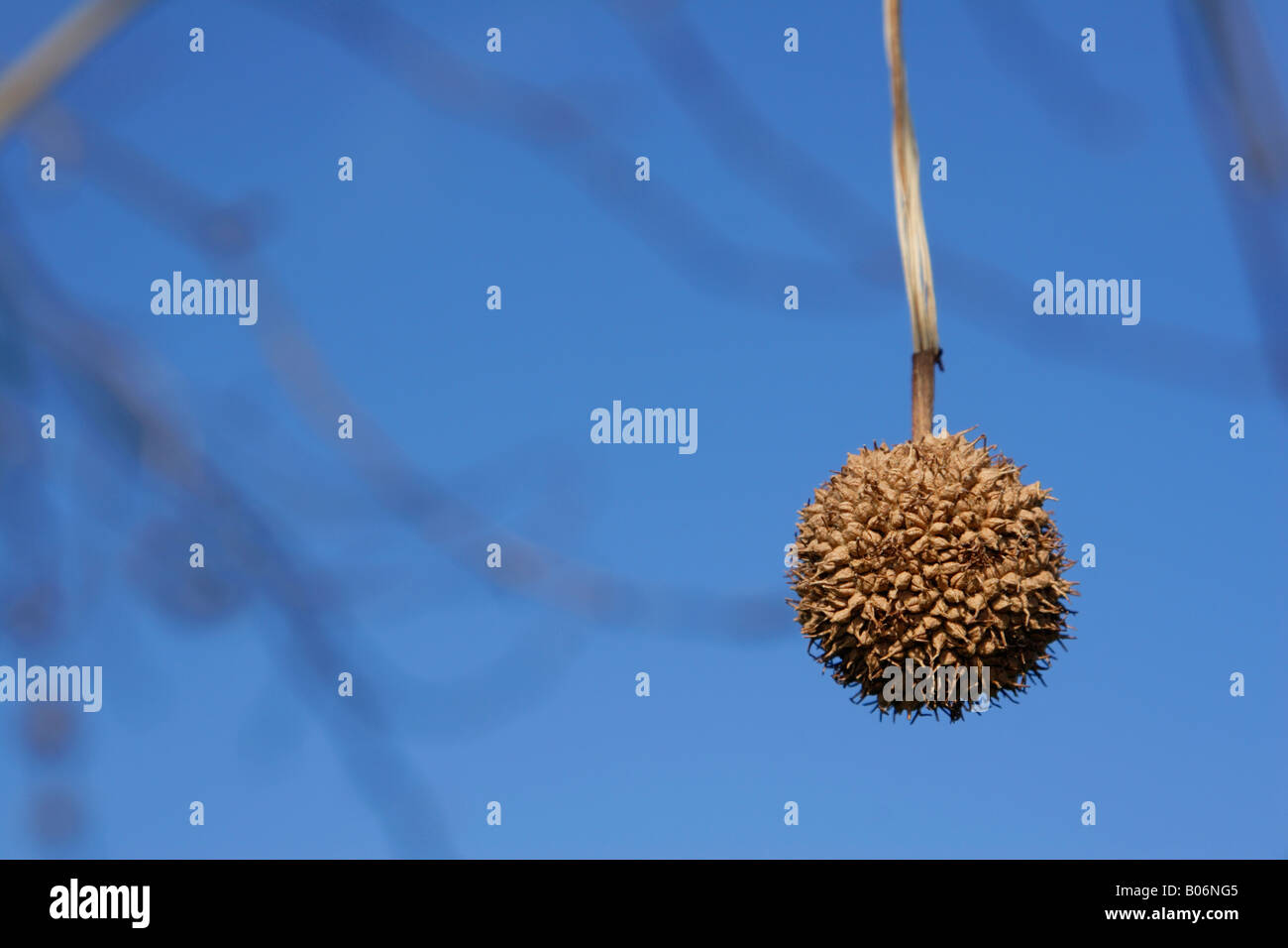 London the tree hi-res stock photography and images - Alamy