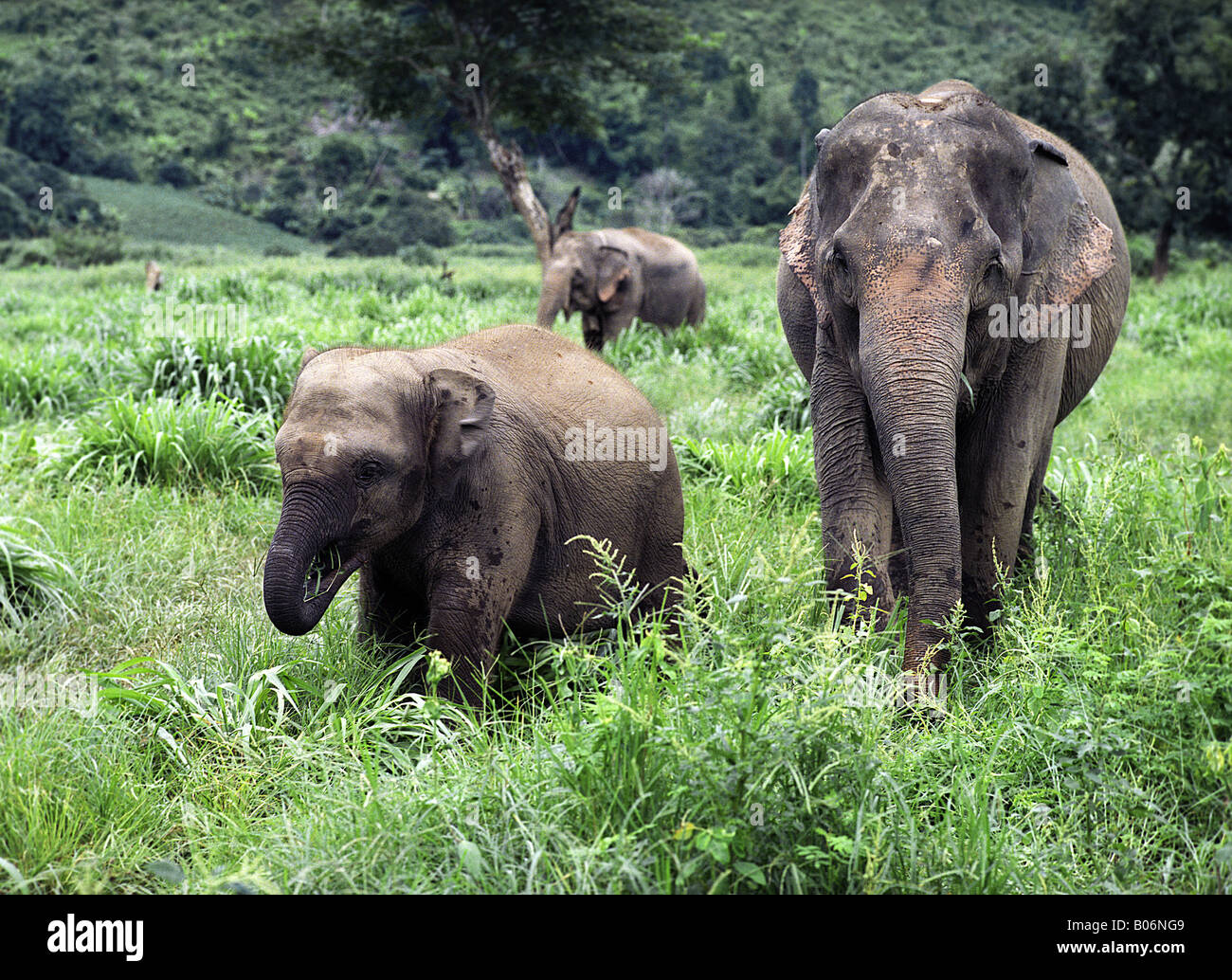 Elephants eating grass on Lek's elephant farm Stock Photo - Alamy