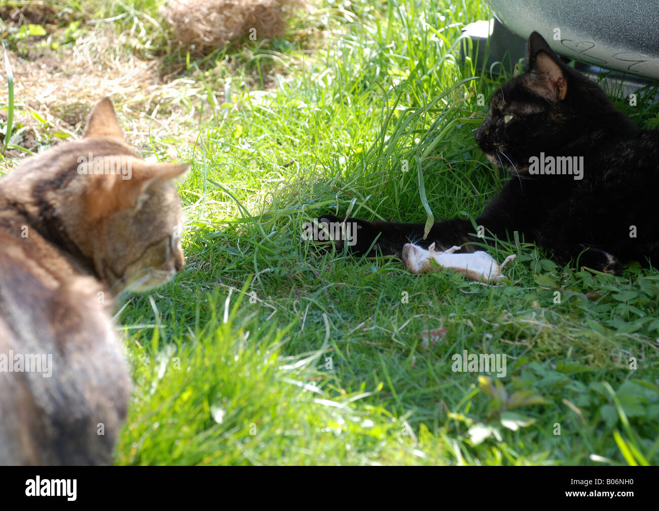 Dead mouse ande cats Stock Photo - Alamy