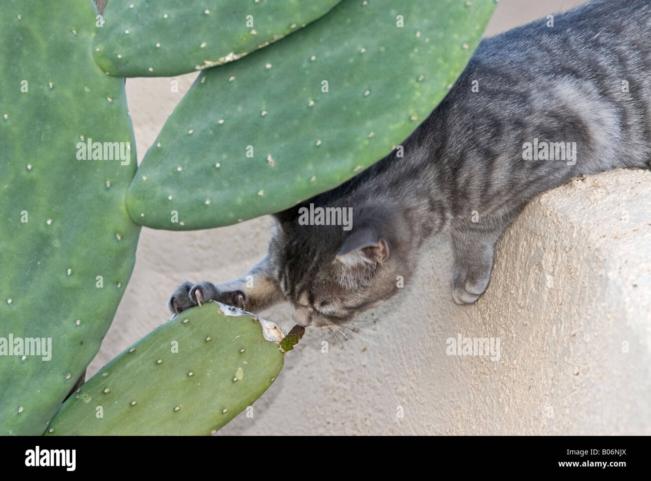 Cactus bite hi-res stock photography and images - Alamy