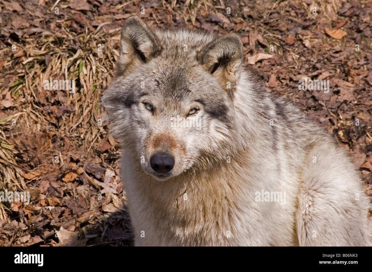 A close-up of a Timber Wolf Stock Photo - Alamy