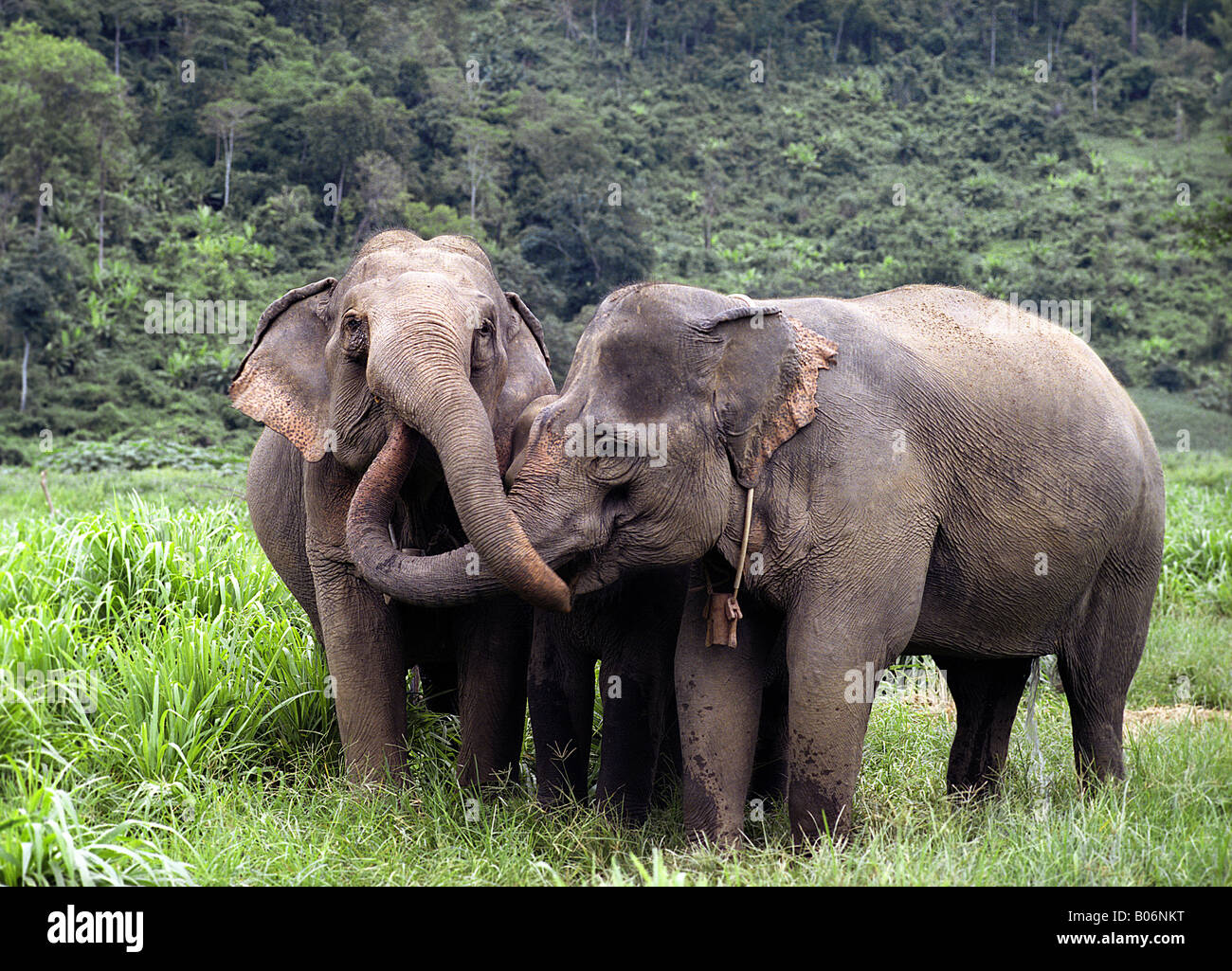 Two happy elephants being tender with each other Stock Photo - Alamy