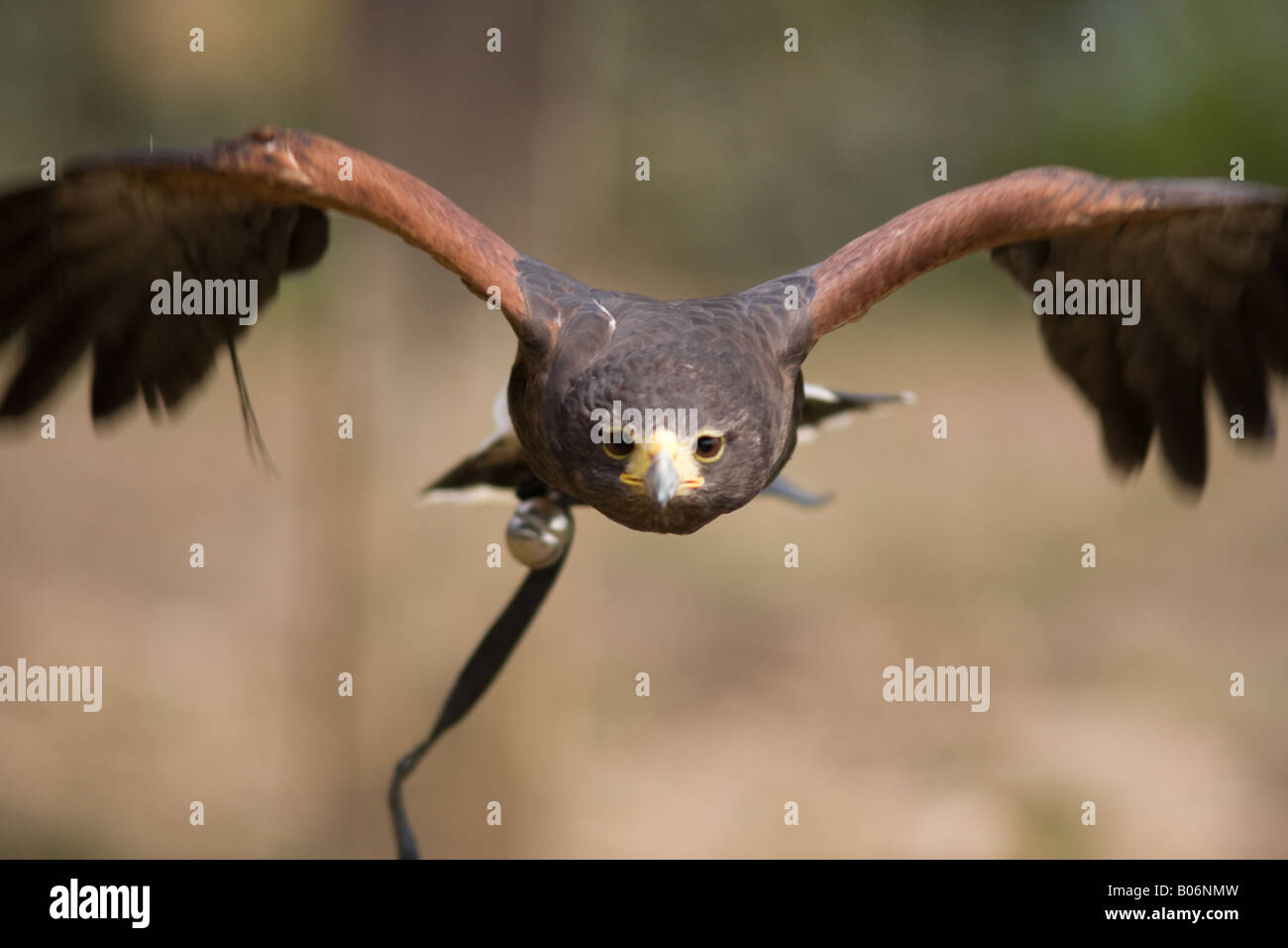 Hawk in Flight Stock Photo - Alamy