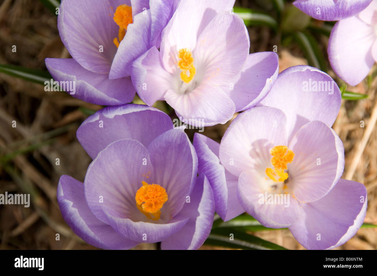 Crocus spring garden shrub hi-res stock photography and images - Alamy