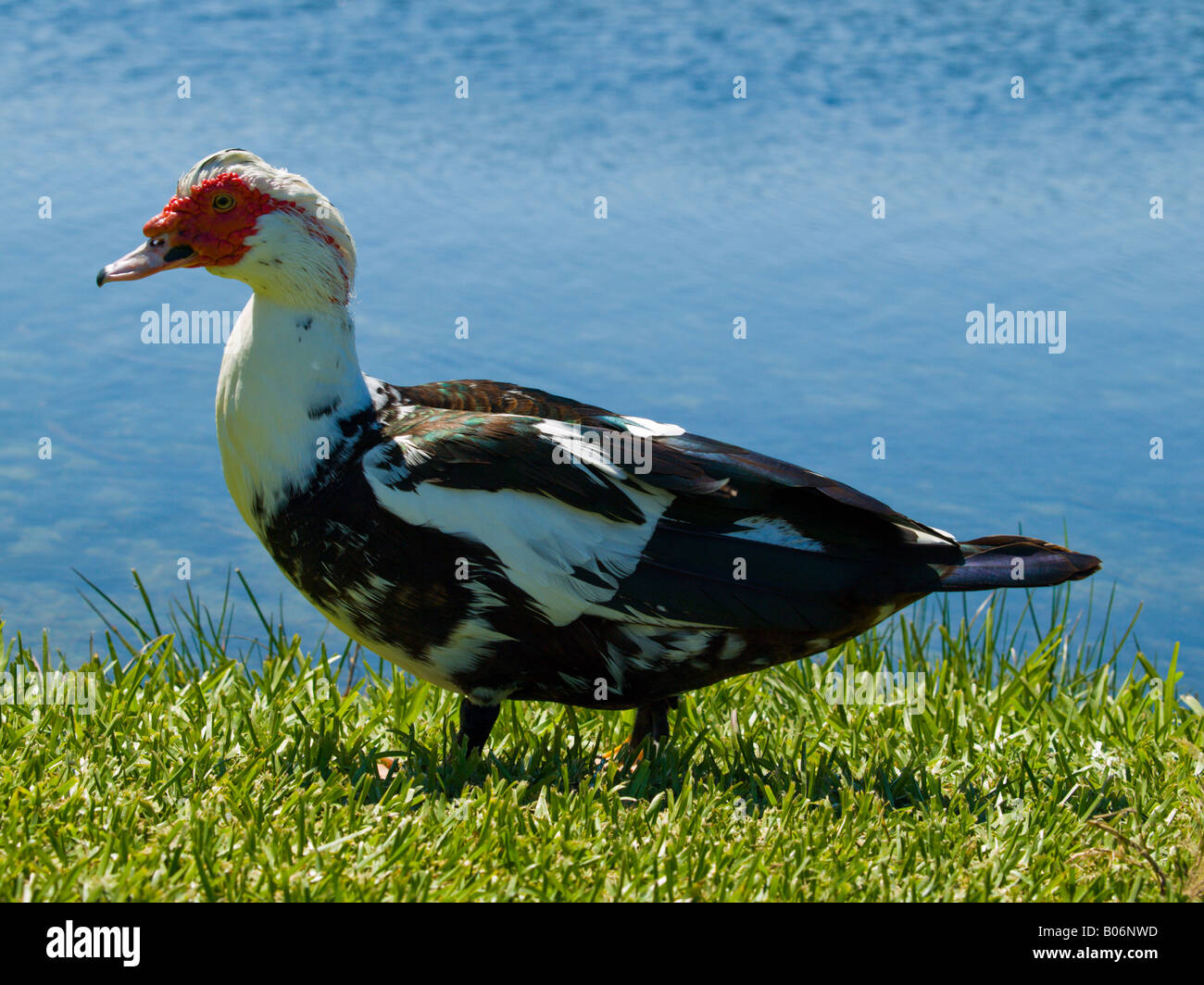 MUSCOVY DUCKS ARE BUTT UGLY HOWEVER THIS ONE SEEMS PROUD OF HIS ...