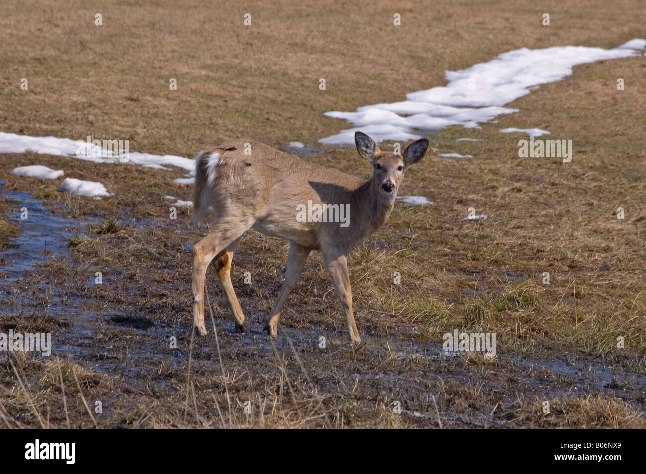 A single White-tailed deer in Spring Stock Photo - Alamy