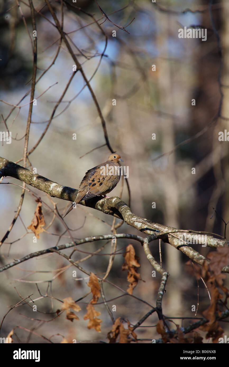 A mourning dove tries to stay warm during a chilly winter day by enjoy ...