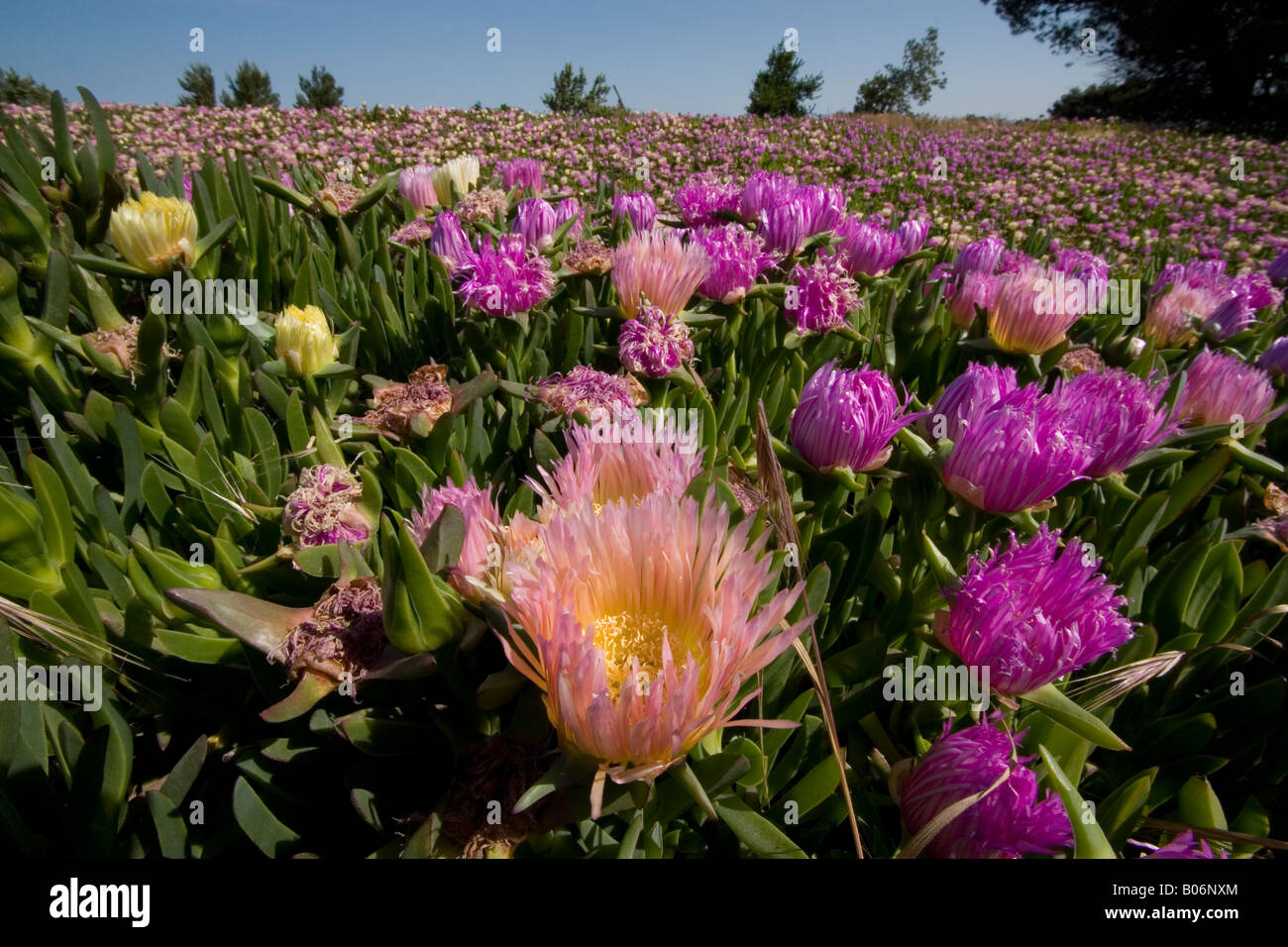 Wildflowers cover a hillside along West Twitchell Island Road in ...