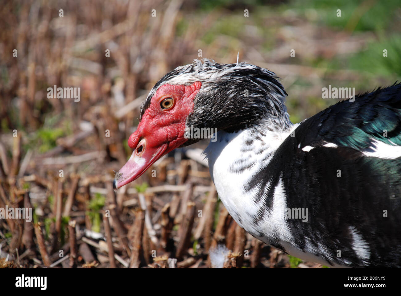 Duck looking for spanish snails Stock Photo - Alamy