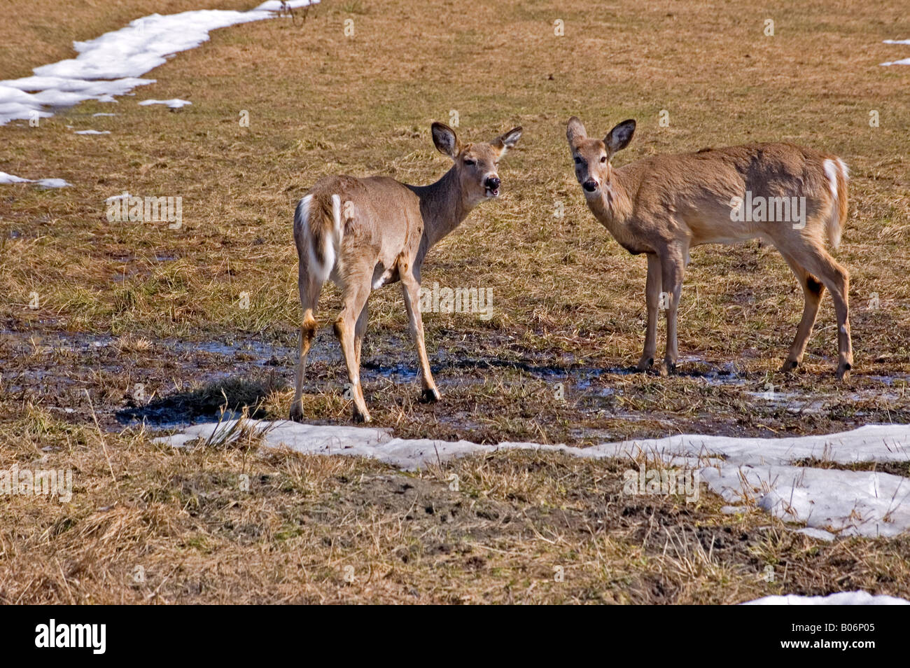 A pair of White-tailed deer in Spring Stock Photo - Alamy