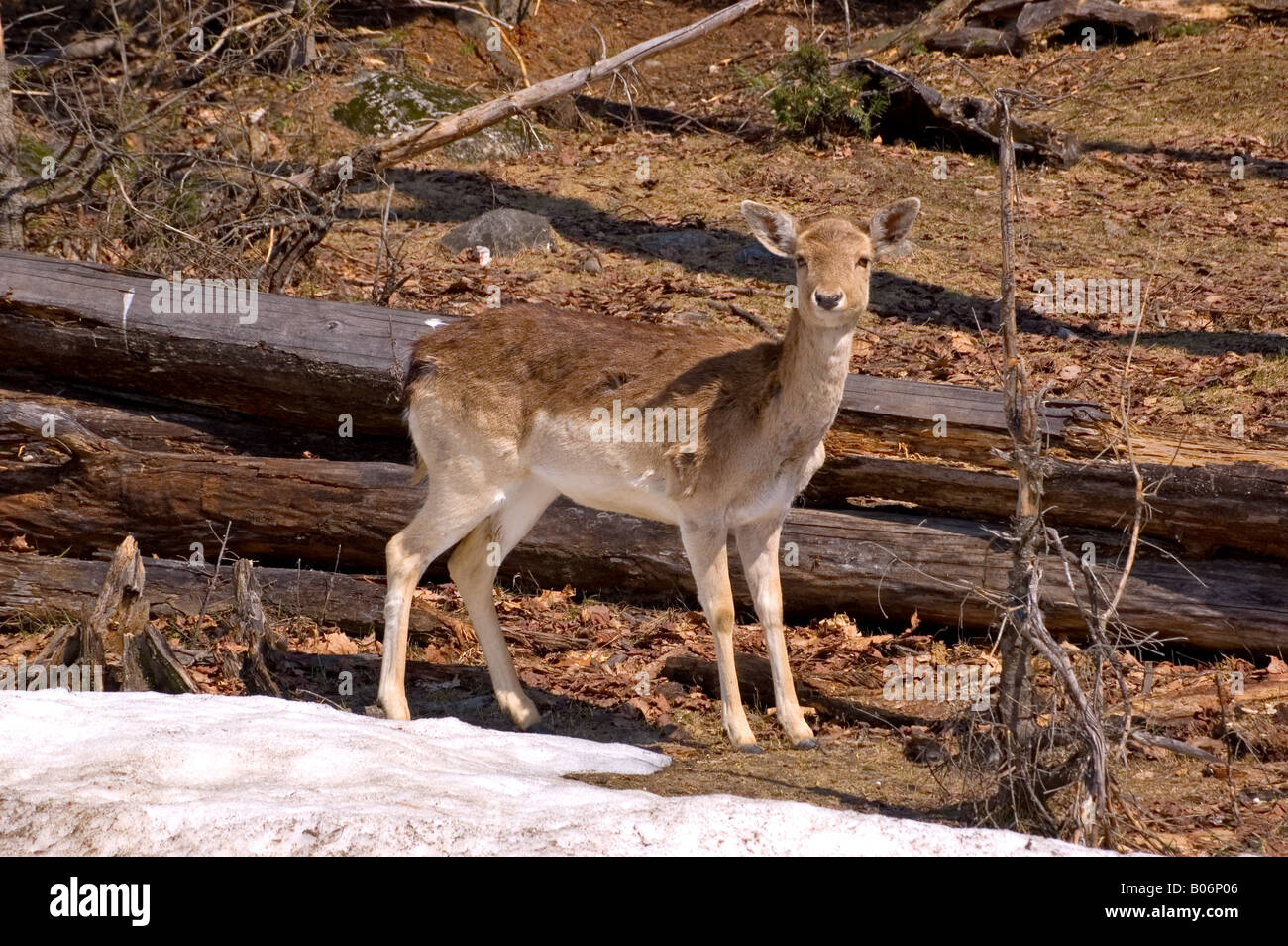 A Fallow Deer in Spring Stock Photo - Alamy