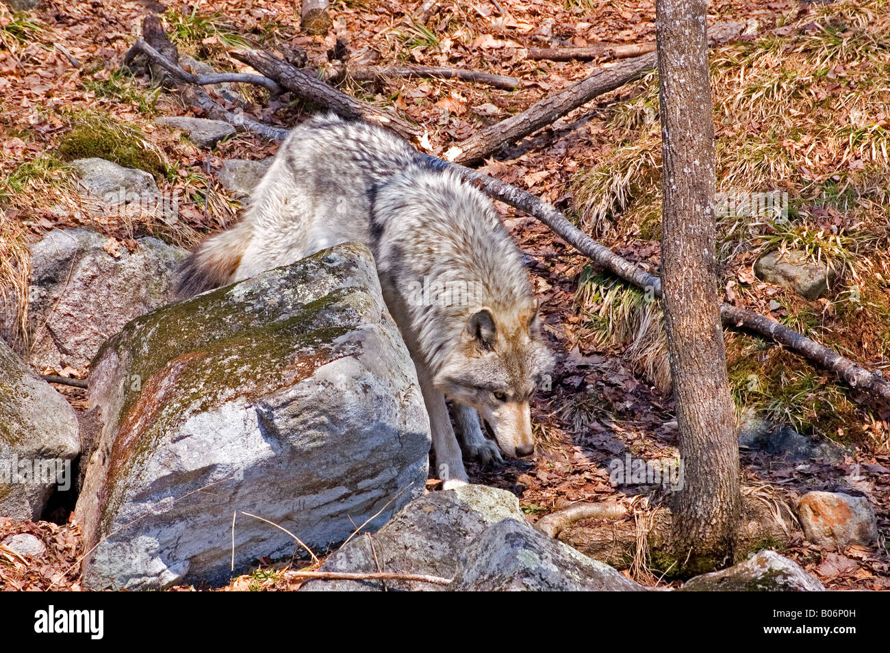Timber wolf in spring hi-res stock photography and images - Alamy