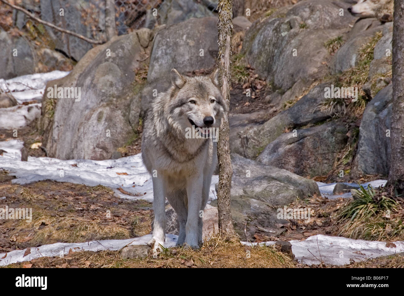 A Timber Wolf in Spring Stock Photo - Alamy