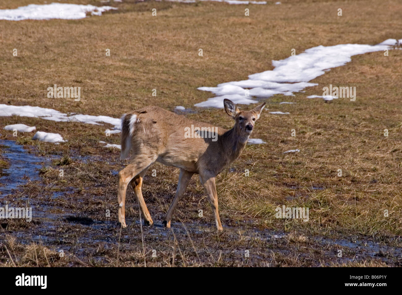 A single White-tailed deer in Spring Stock Photo - Alamy