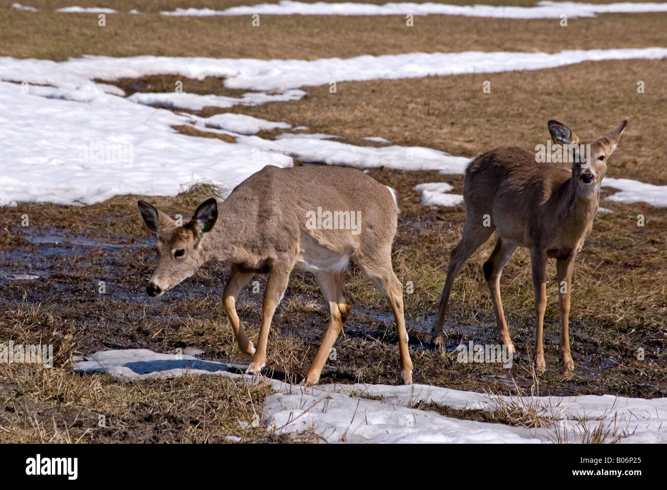 A pair of White-tailed deer in Spring Stock Photo - Alamy
