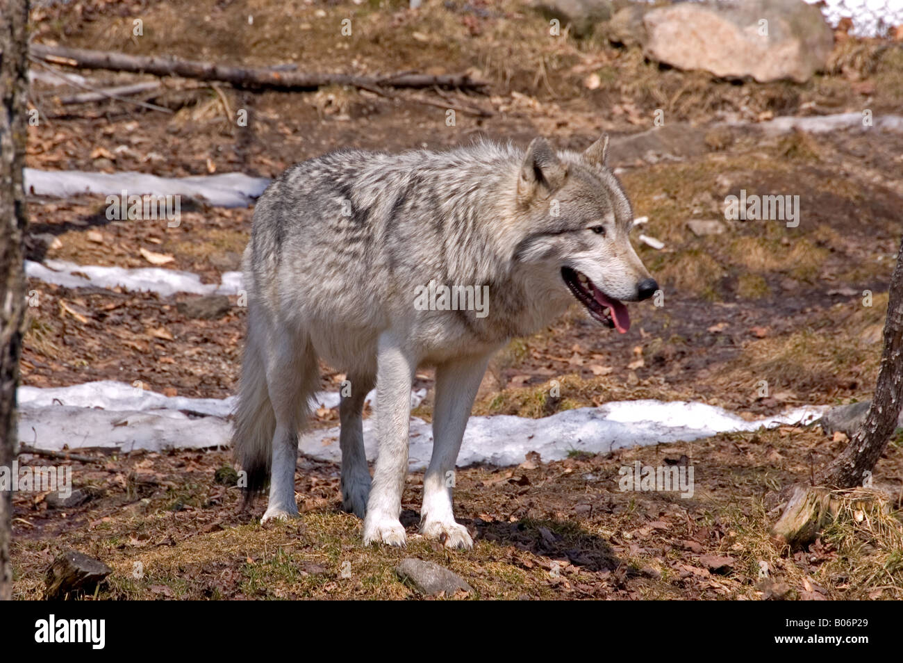 A standing Timber Wolf Stock Photo - Alamy