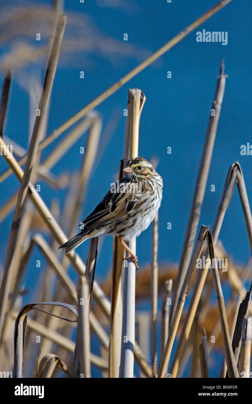 Saltmarsh sparrow hi-res stock photography and images - Alamy