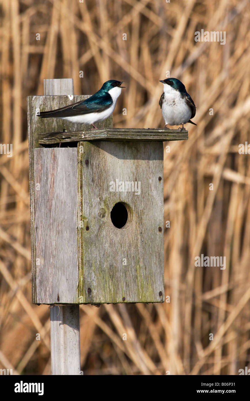 Swallow boxes hi-res stock photography and images - Alamy
