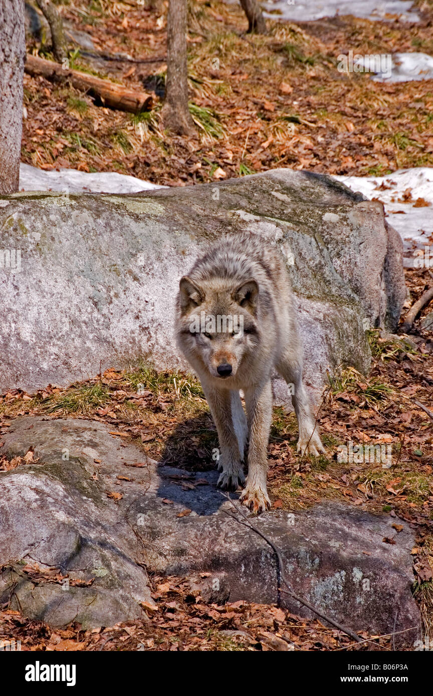 A lone Timber Wolf in Spring Stock Photo - Alamy