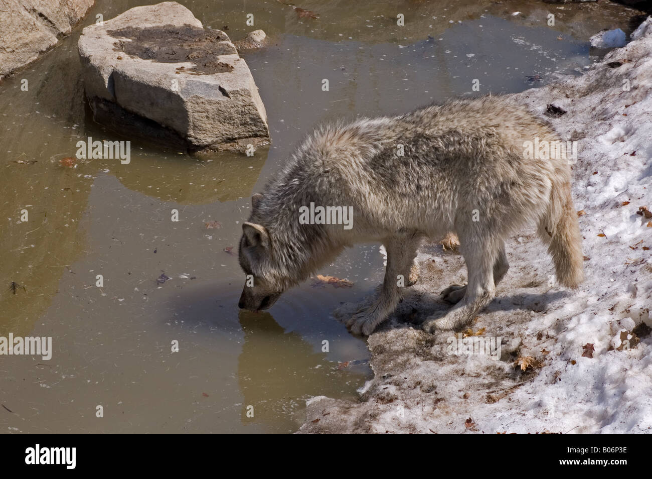 Wolf canis lupus drinking water hi-res stock photography and images - Alamy