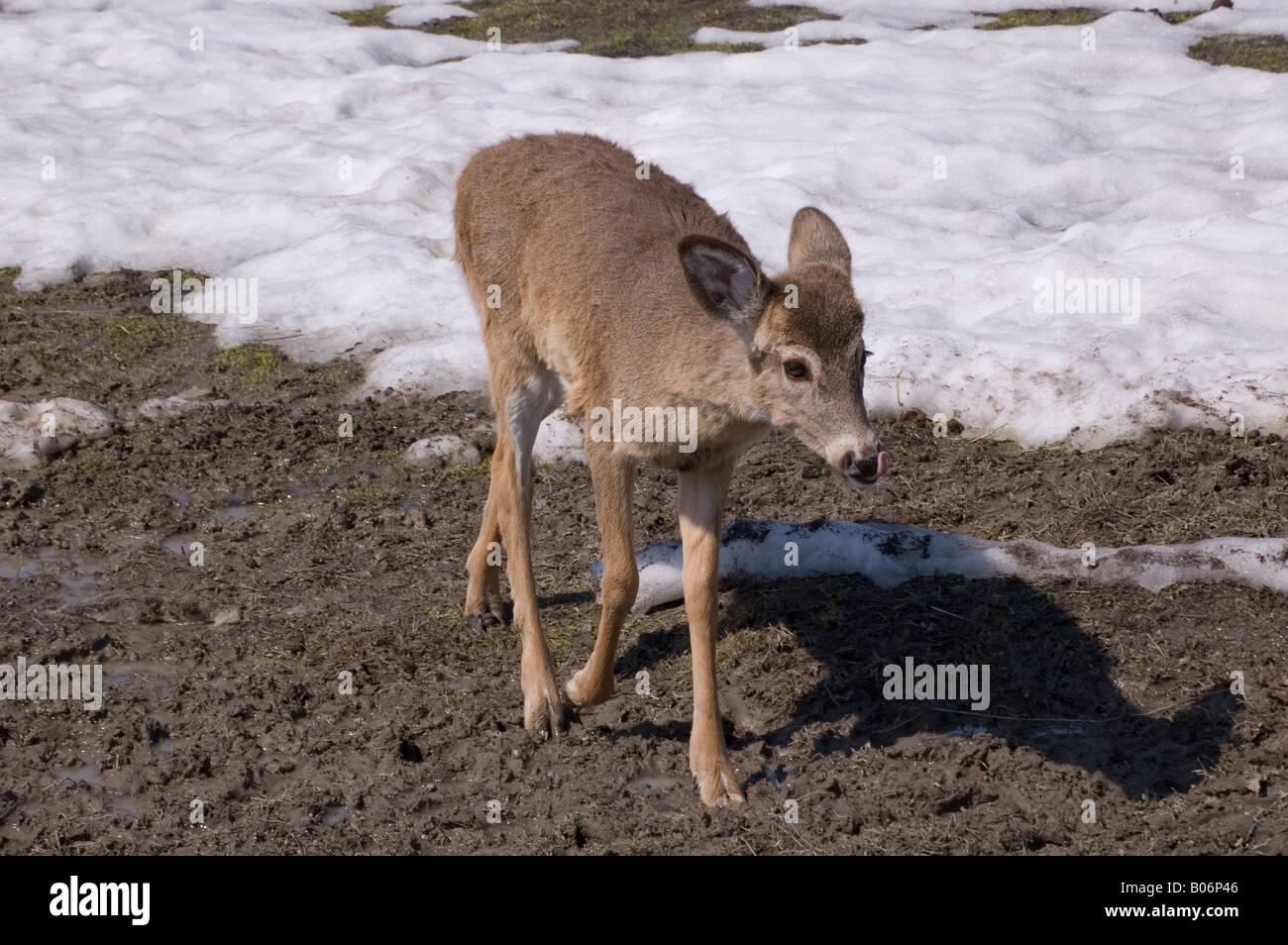 A single White-tailed Deer in Spring Stock Photo - Alamy