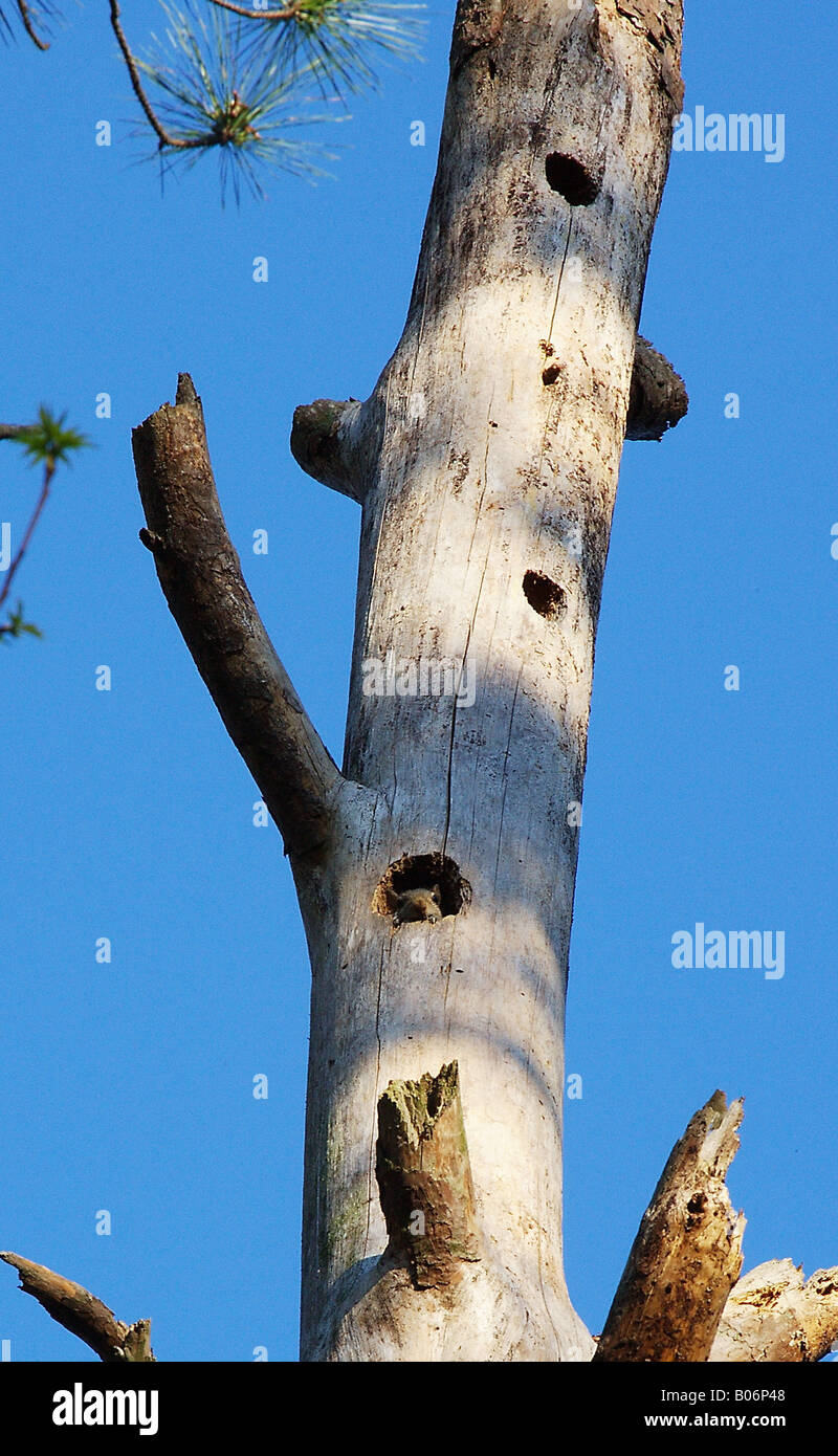 A rare photo of a baby squirrel peaking out of the nesting cavity high ...