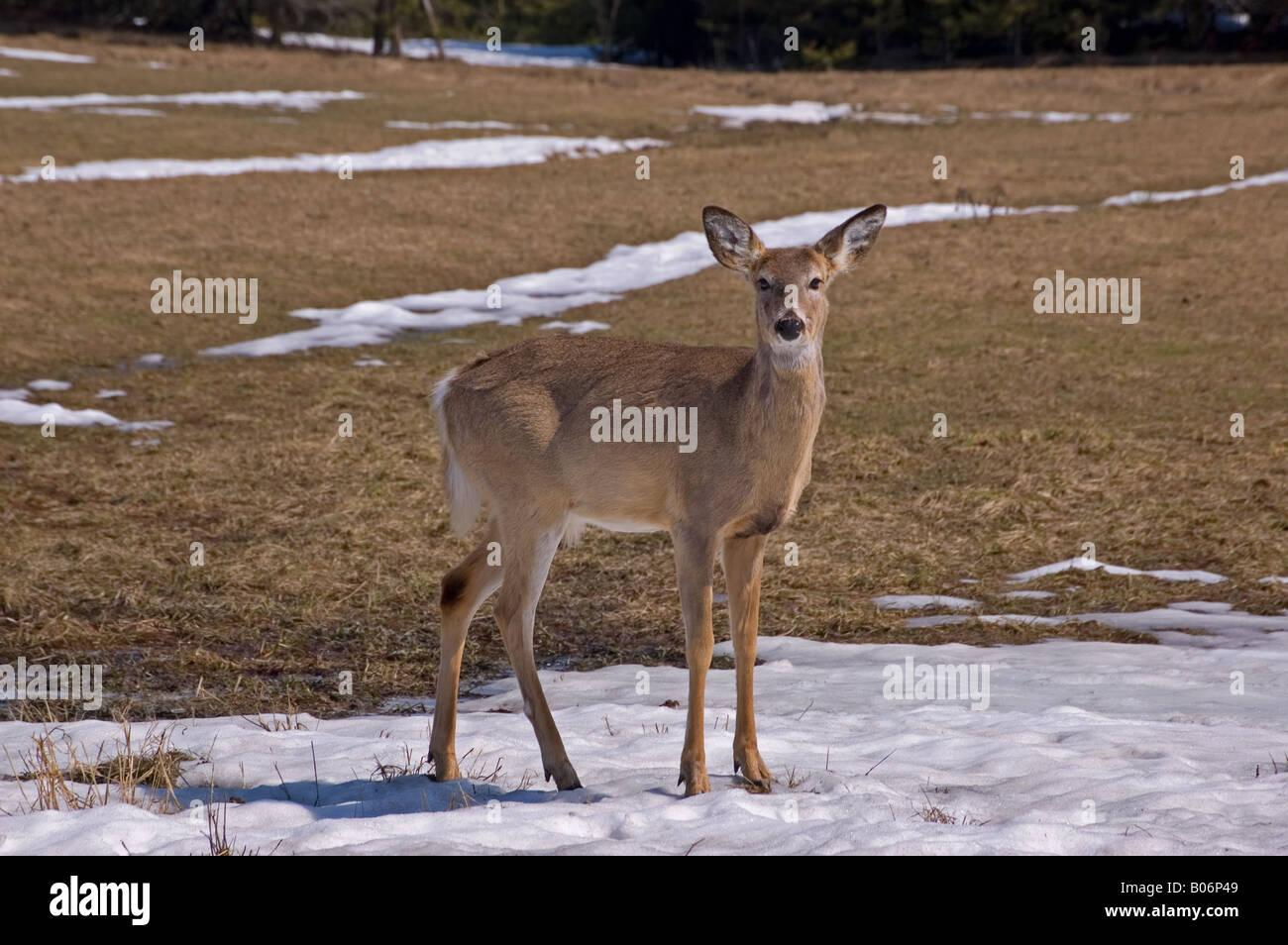 A single White-tailed Deer in Spring Stock Photo - Alamy