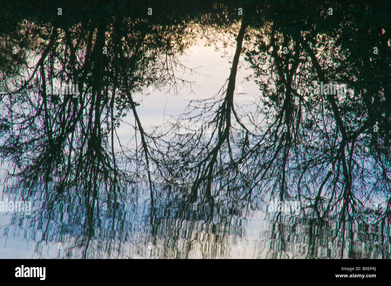 Trees reflected in pond Stock Photo - Alamy
