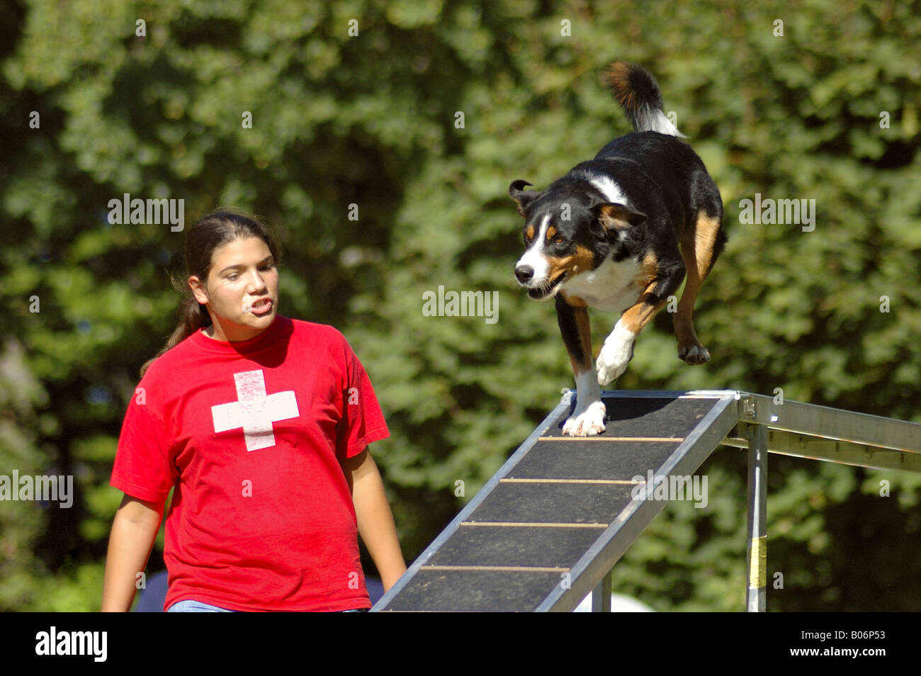 Canine agility trial Stock Photo - Alamy